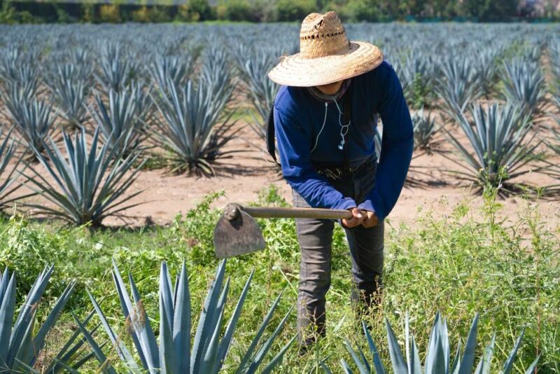 The Environmental Impact of Agave Farming