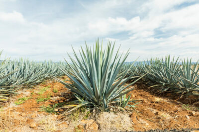 Top 5 Benefits of Agave