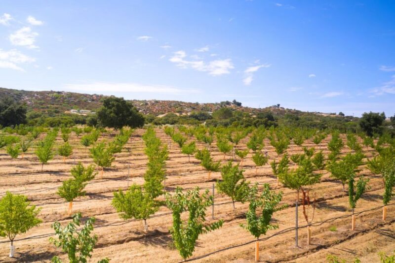How Regenerative Agave Farming Improves Biodiversity and Soil Health